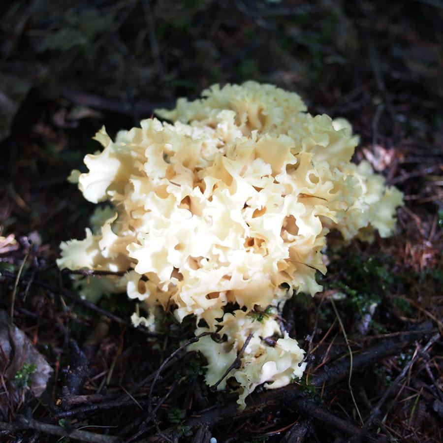 はなびらたけ粒 LB-Scr | goosa(グーサ)