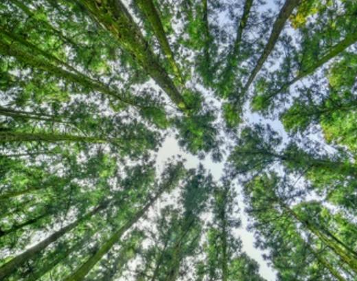 Cedarwood oil (ジュニペルスメキシカナ油) | goosa(グーサ)