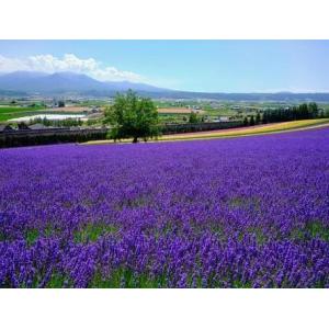 Lavandin oil Grosso(ラバンデュラハイブリダ油) - 資料ダウンロード | goosa(グーサ)