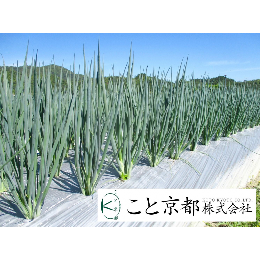 こと京都(株) - 店舗情報 | goosa(グーサ)